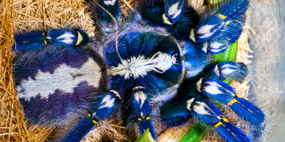 Gooty Ornamental Tarantula